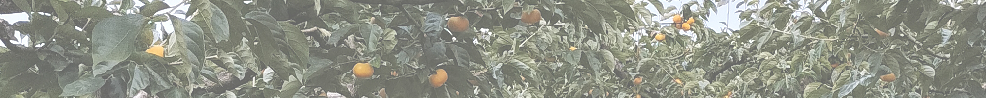 INFORMATION | 赤川ファーム / akagawafarm