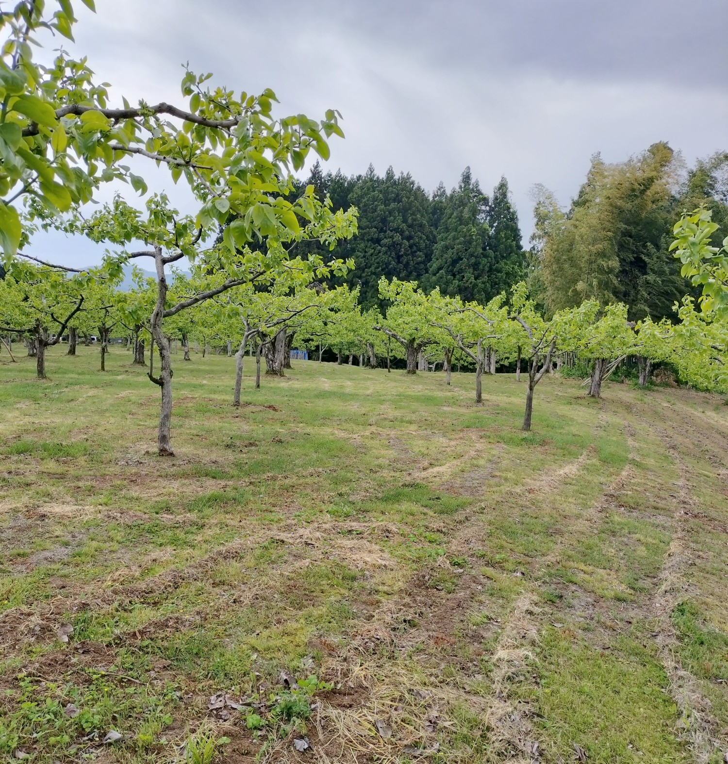 美味しい柿を作ろう！～草刈りしました | 赤川ファーム / akagawafarm