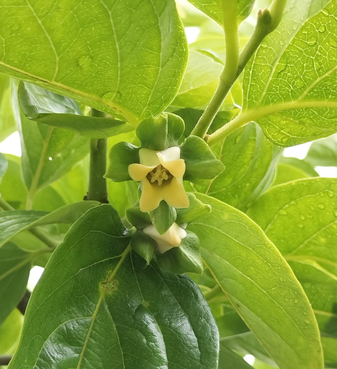 美味しい柿を作ろう！ ～柿の花が咲いた | 赤川ファーム / akagawafarm