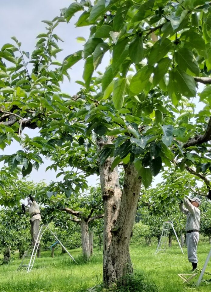 美味しい柿を作ろう！夏期の柿の木の手入れ | 赤川ファーム / akagawafarm