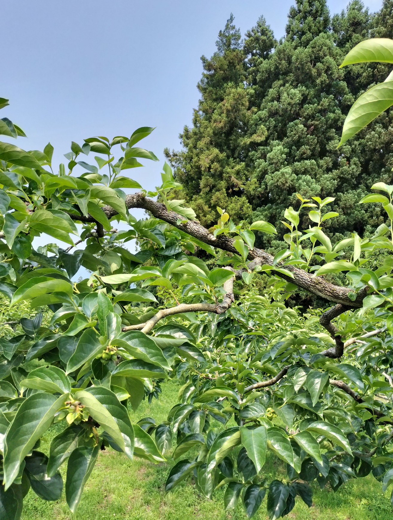 美味しい柿を作ろう！夏期の柿の木の手入れ | 赤川ファーム / akagawafarm