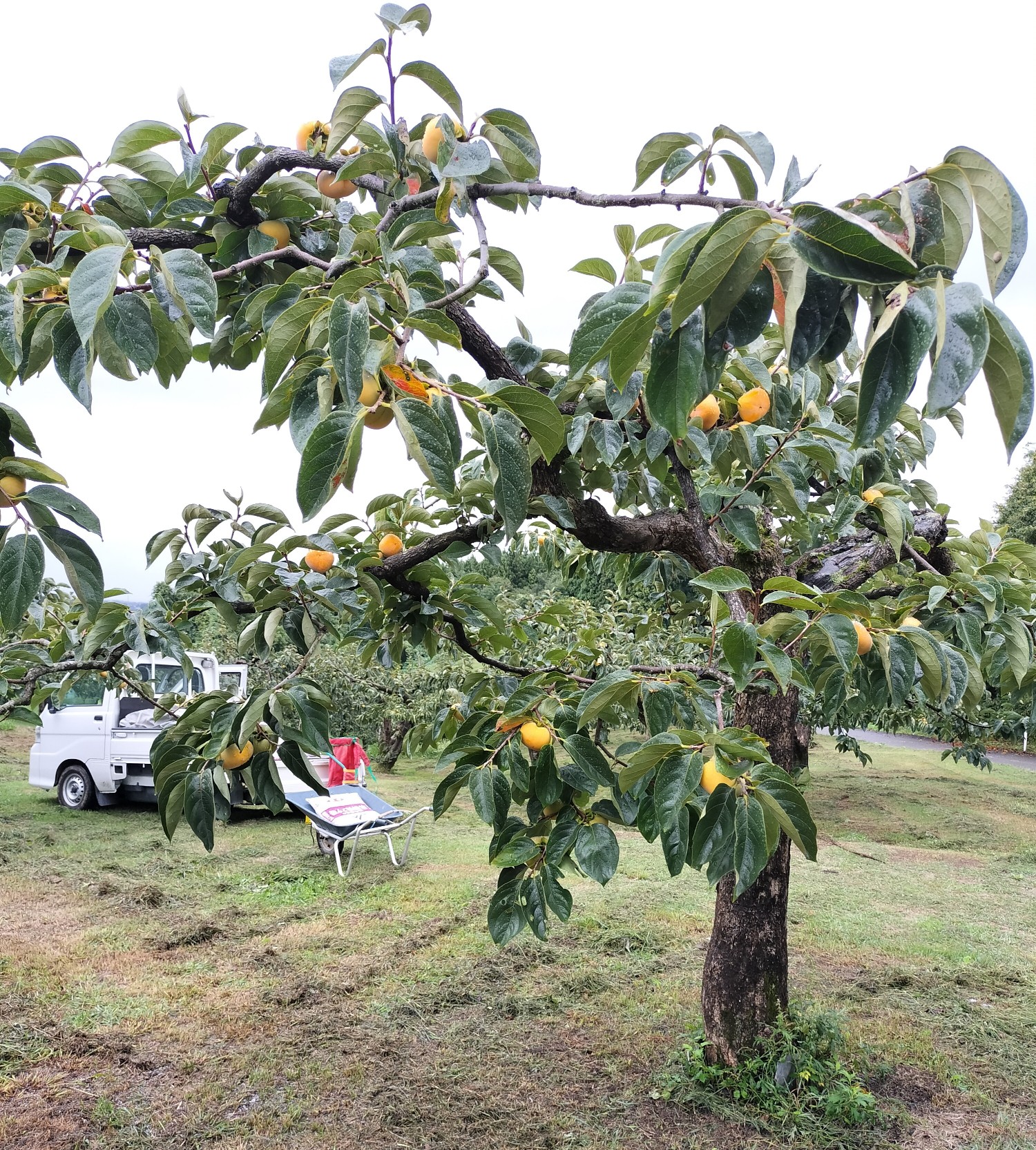 美味しい柿をつくろう！ 収穫前最後の仕上げ | 赤川ファーム / akagawafarm