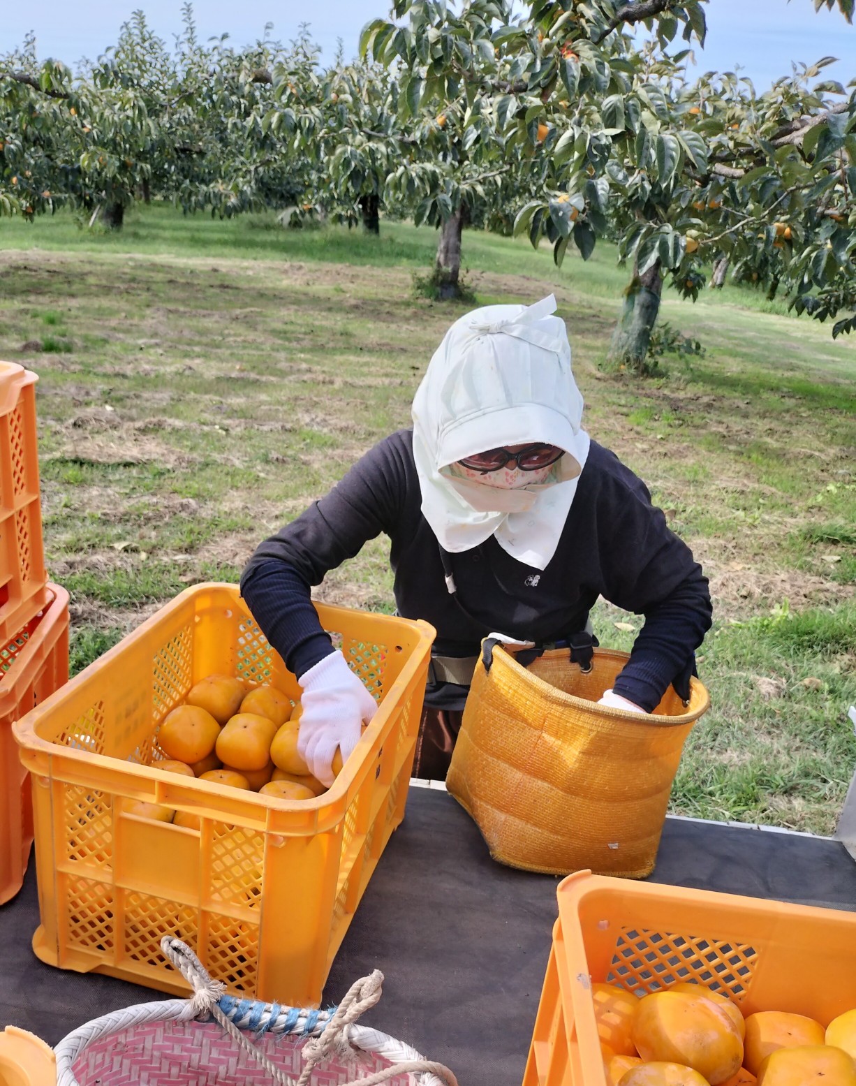 庄内柿 発送準備 ～収穫開始～ | 赤川ファーム / akagawafarm